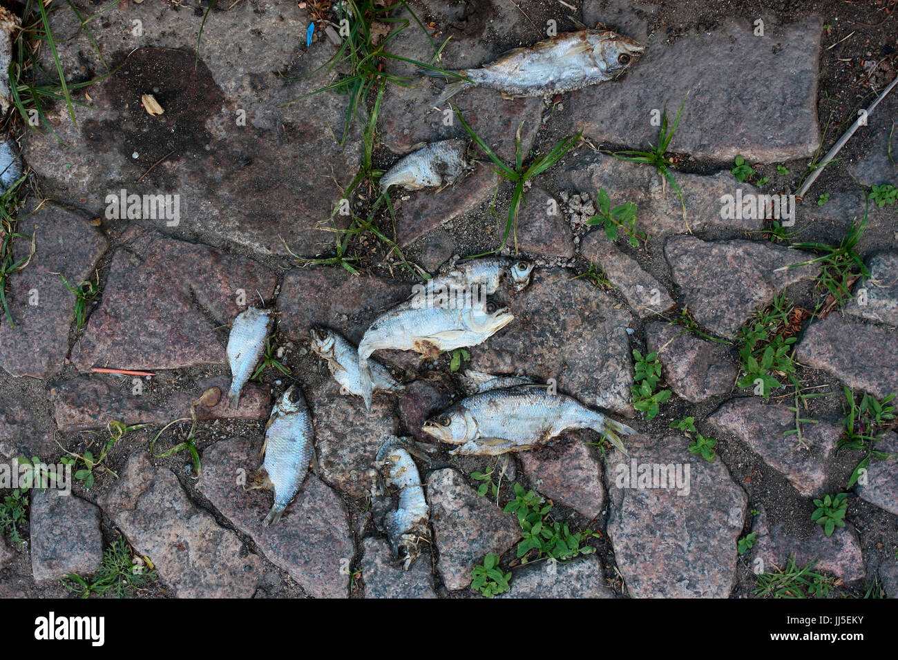 Food waste concepts hi-res stock photography and images - Alamy