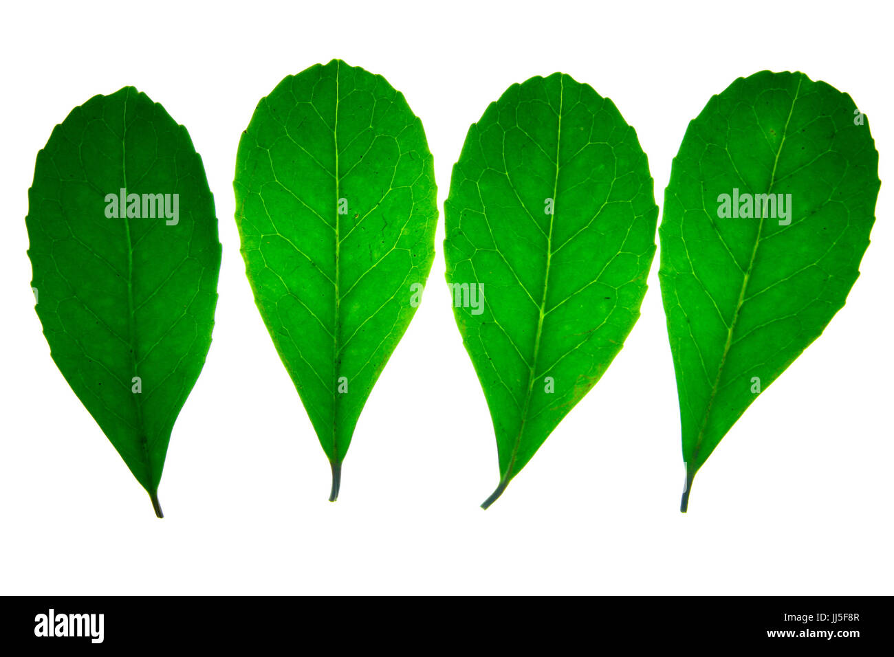 Leaf, plant, Brazil Stock Photo - Alamy