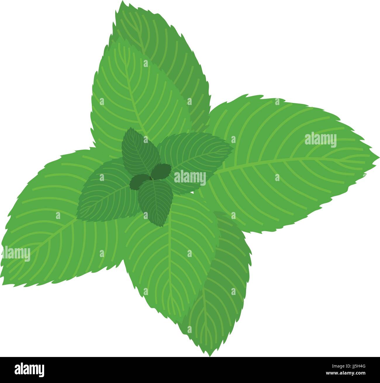 Mint icon, cartoon style Stock Vector Image & Art - Alamy