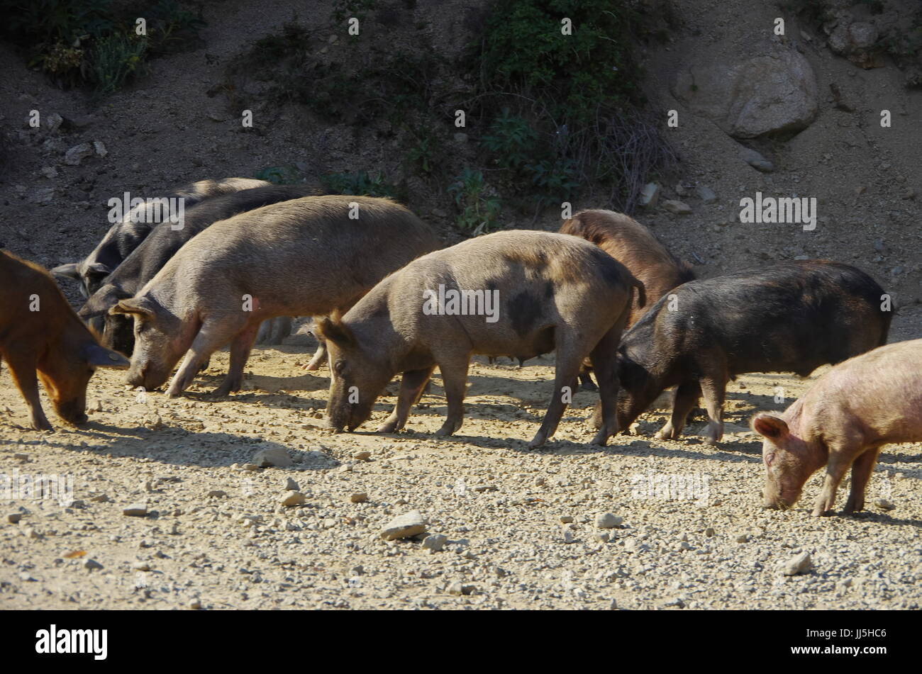 Corsica pigs hi-res stock photography and images - Alamy