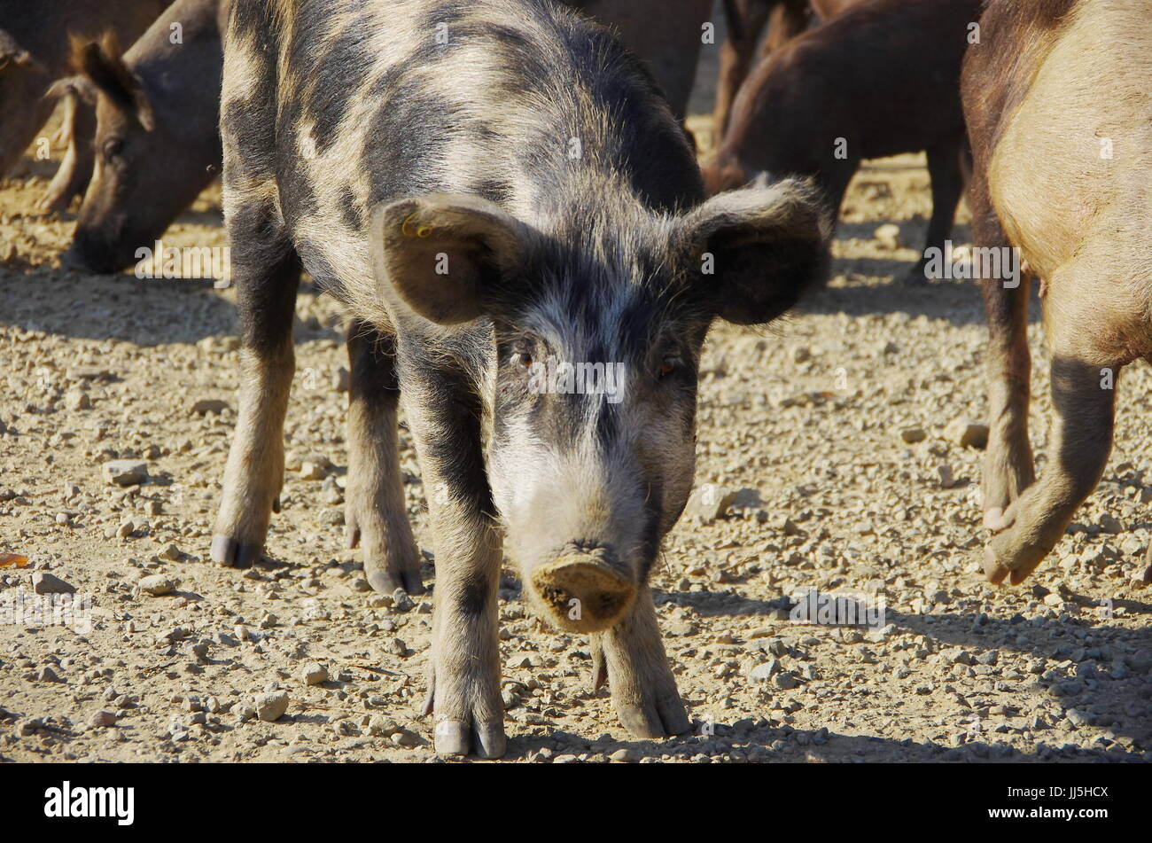Corsica pigs hi-res stock photography and images - Alamy