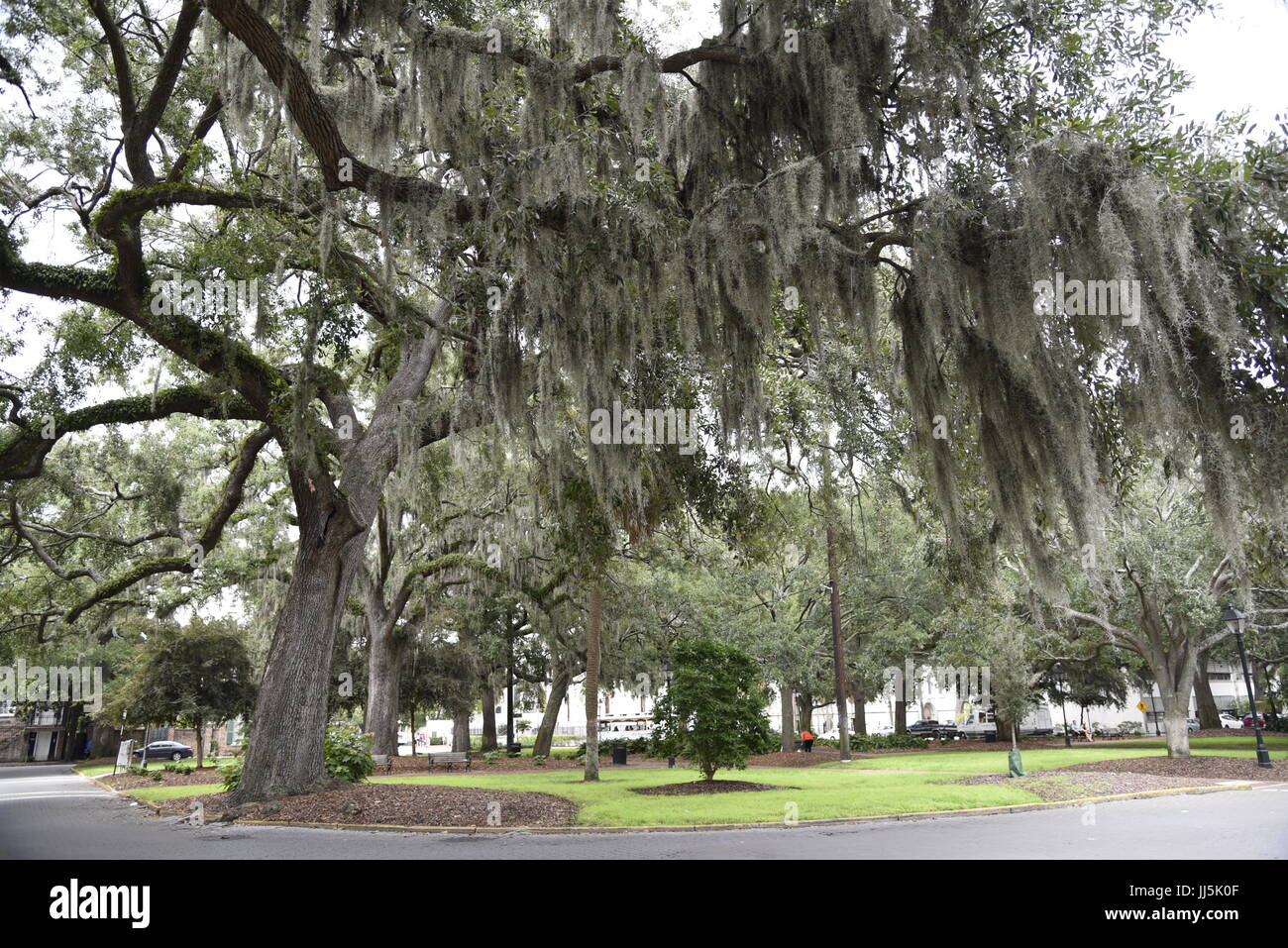 Tree covered in Spanish moss at a square in Savannah GA Stock Photo - Alamy