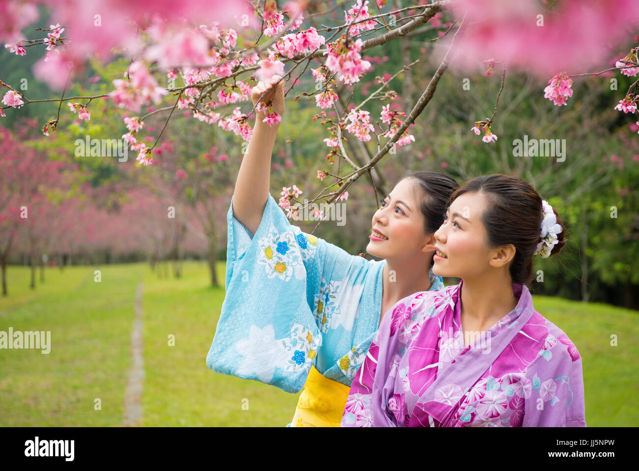 Tourist asian woman enjoying view of beautiful pink flower blooming ...