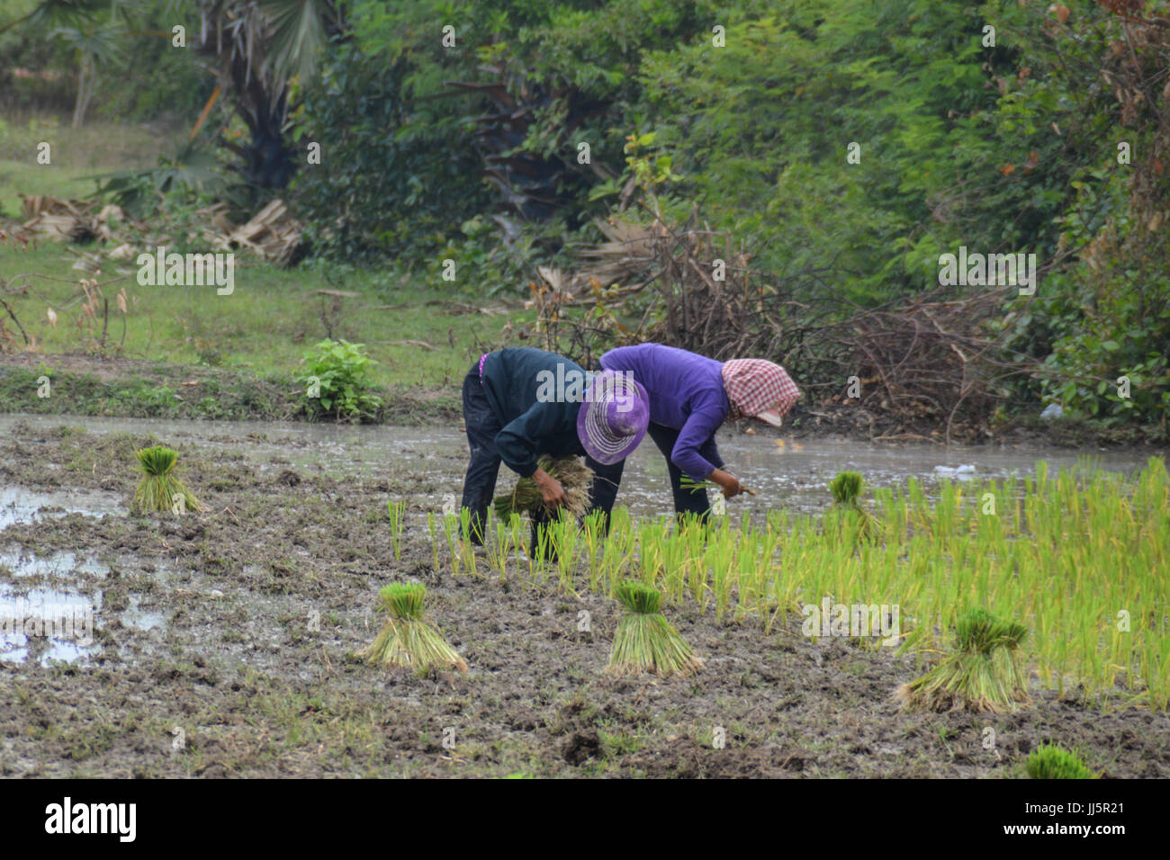Rice Planters High Resolution Stock Photography and Images - Alamy