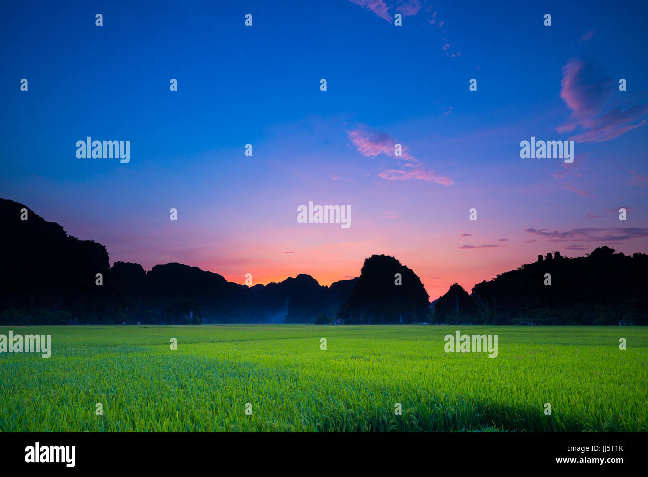 Nature rice paddy field during evening with colorful sky and mountain ...