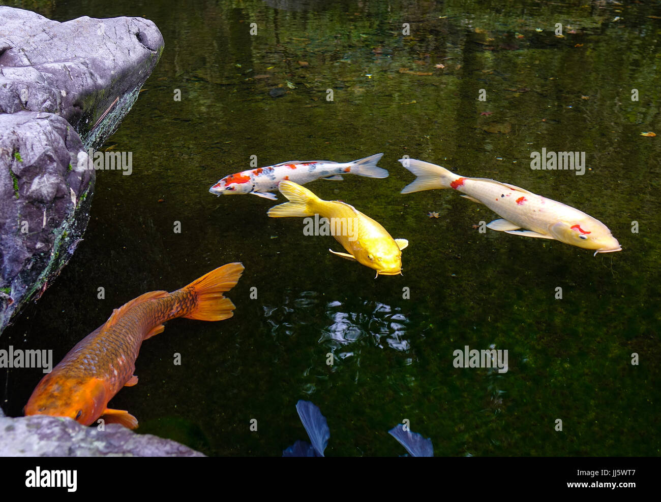 Koi fish pond at sunny day in Kanazawa, Japan. Koi fish are colored ...