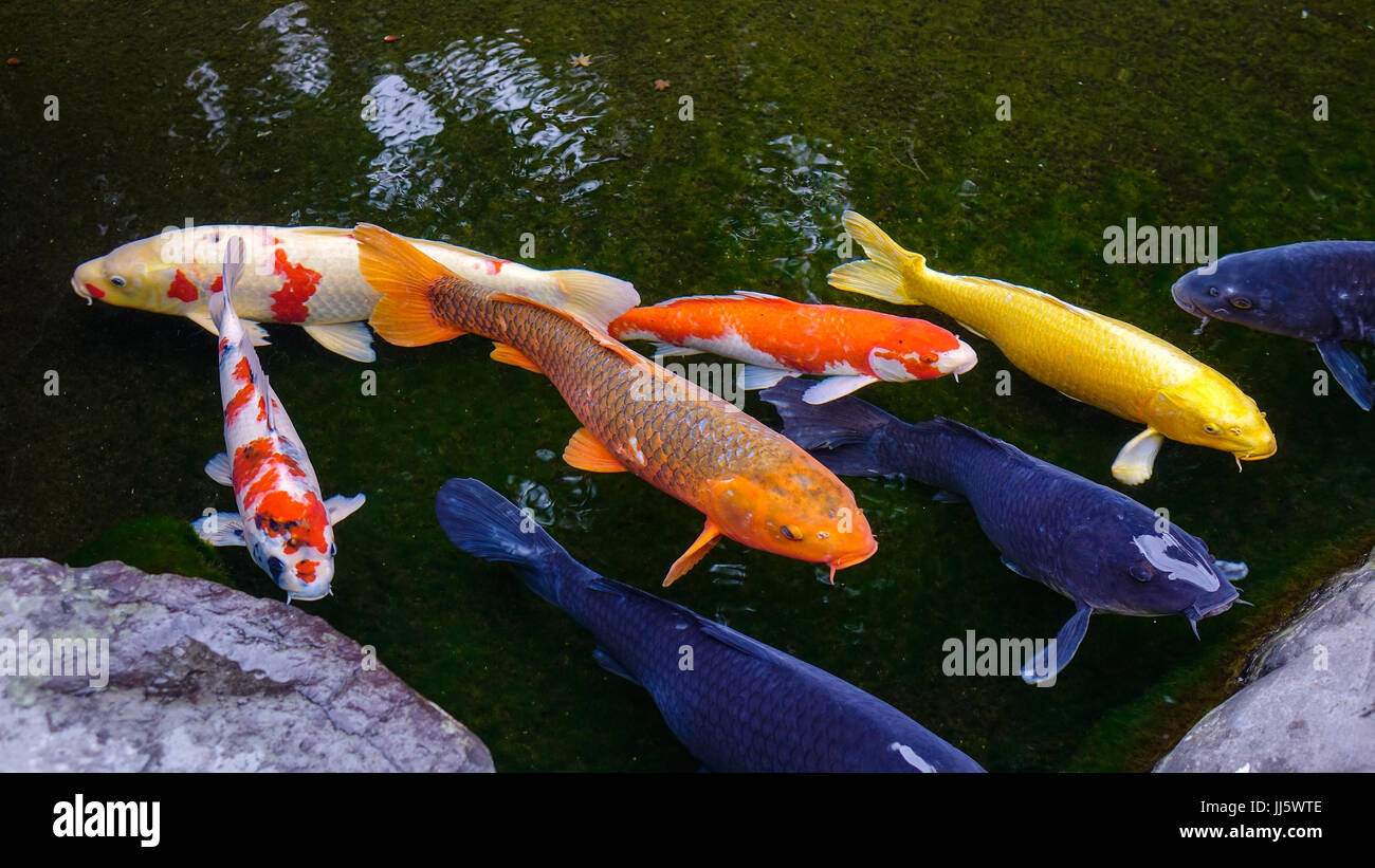 Koi fish on the pond in Kanazawa, Japan. Koi fish are colored form of ...