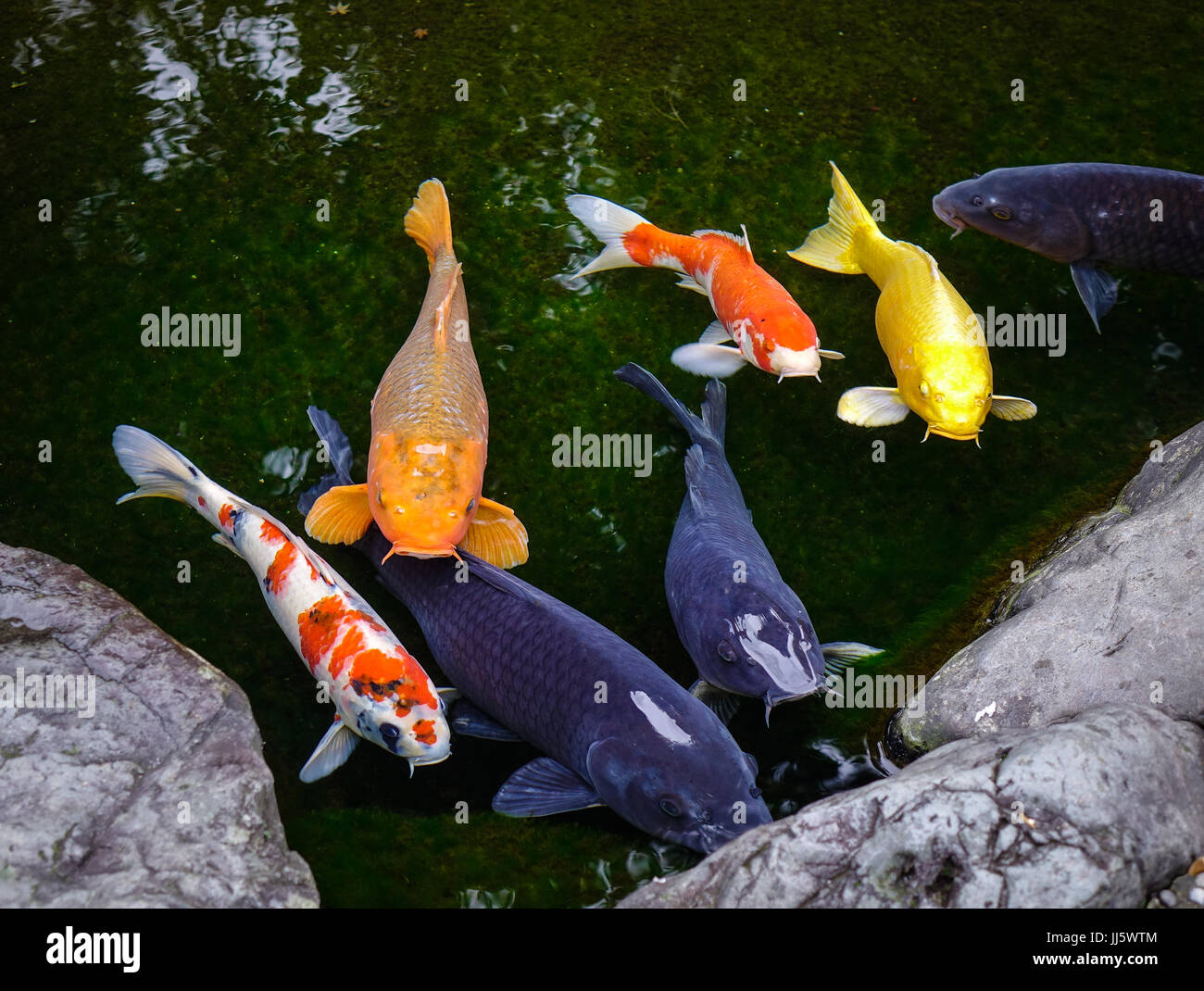 Japanese word for fish hi-res stock photography and images - Alamy