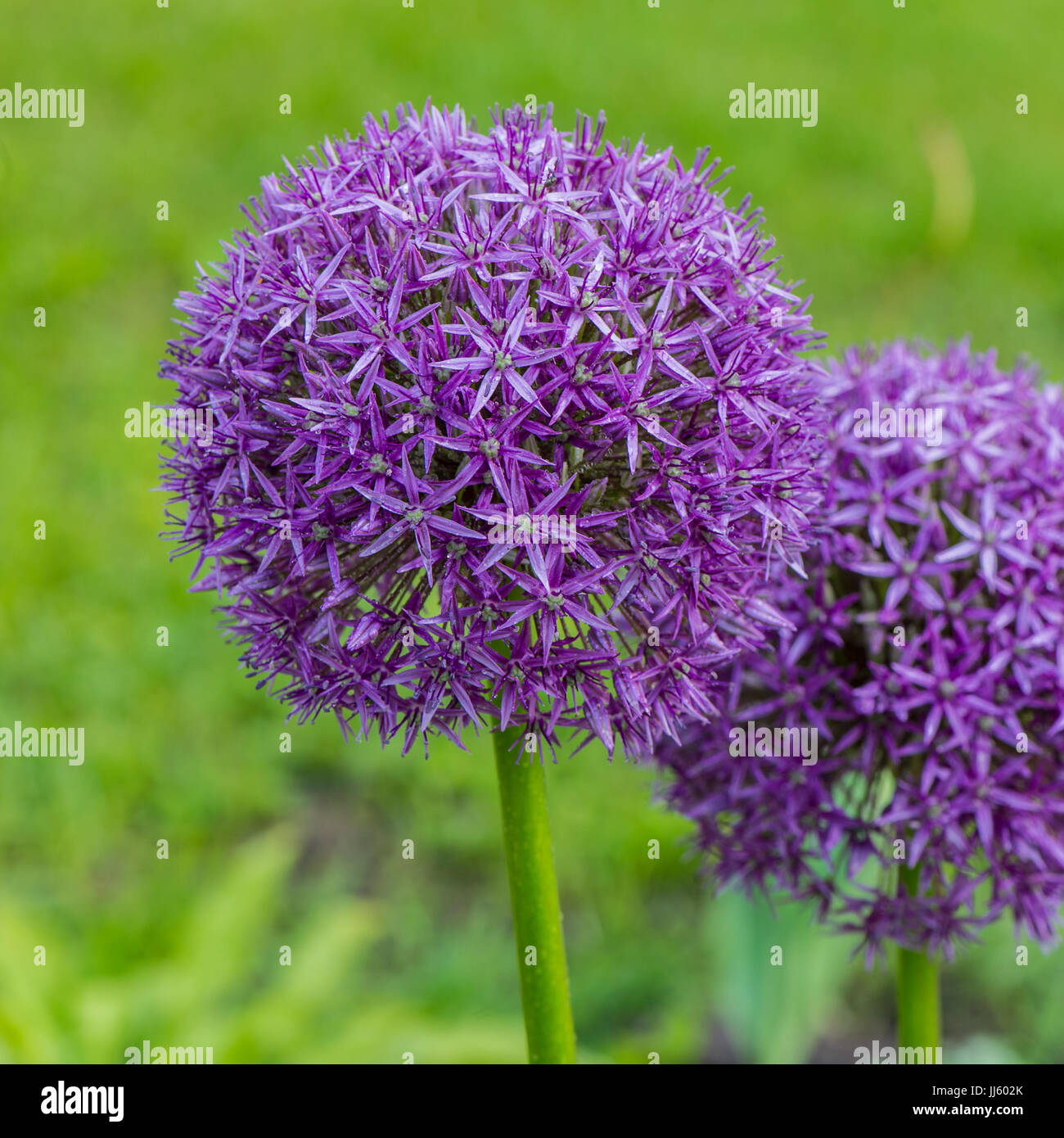 Flowering decorative garlic in the summer in the garden Stock Photo - Alamy