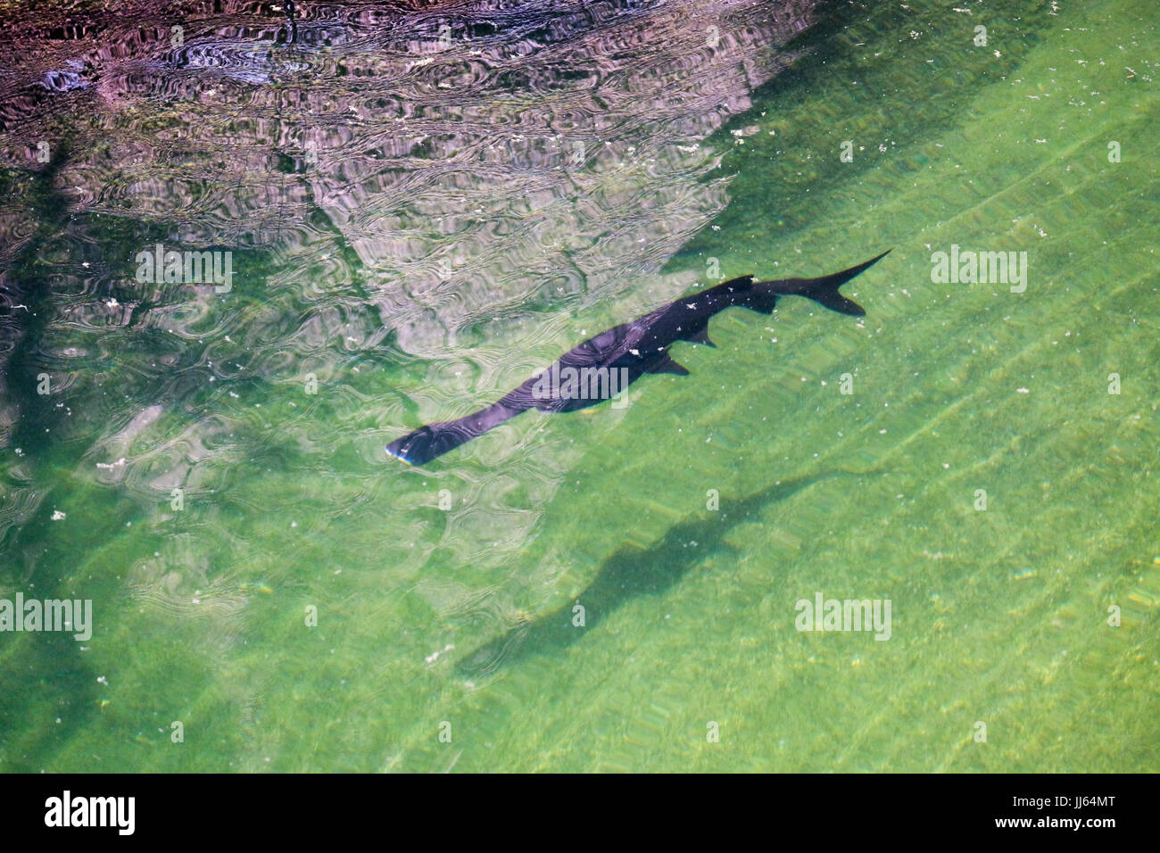 FUENGIROLA, ANDALUCIA/SPAIN - JULY 4 : American Paddlefish (Polyodon ...