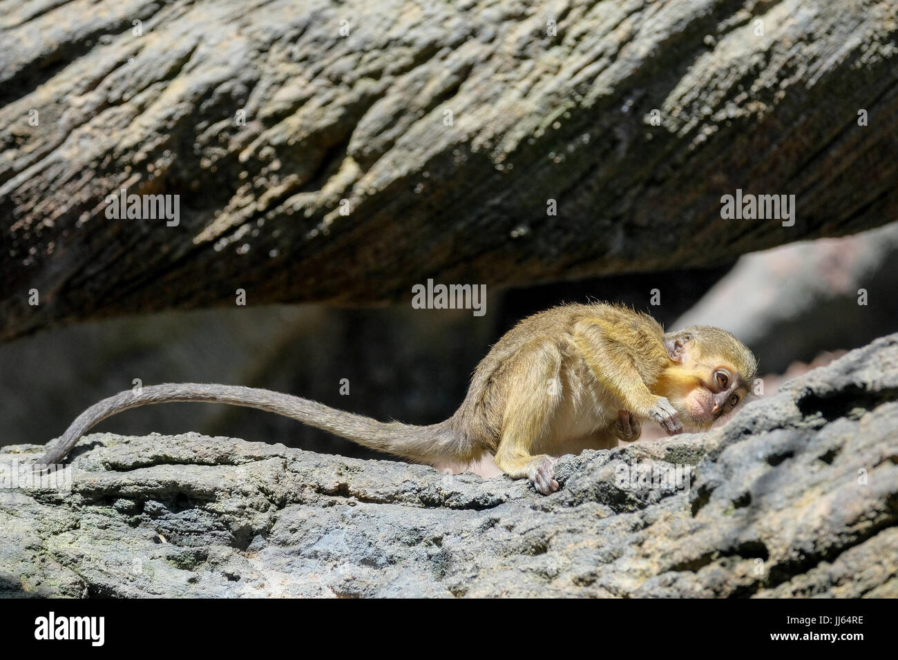 FUENGIROLA, ANDALUCIA/SPAIN - JULY 4 : Talapoin Monkey (Miopithecus ...