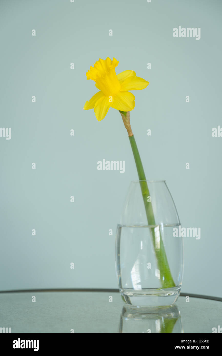 Daffodil flower vase hi-res stock photography and images - Alamy