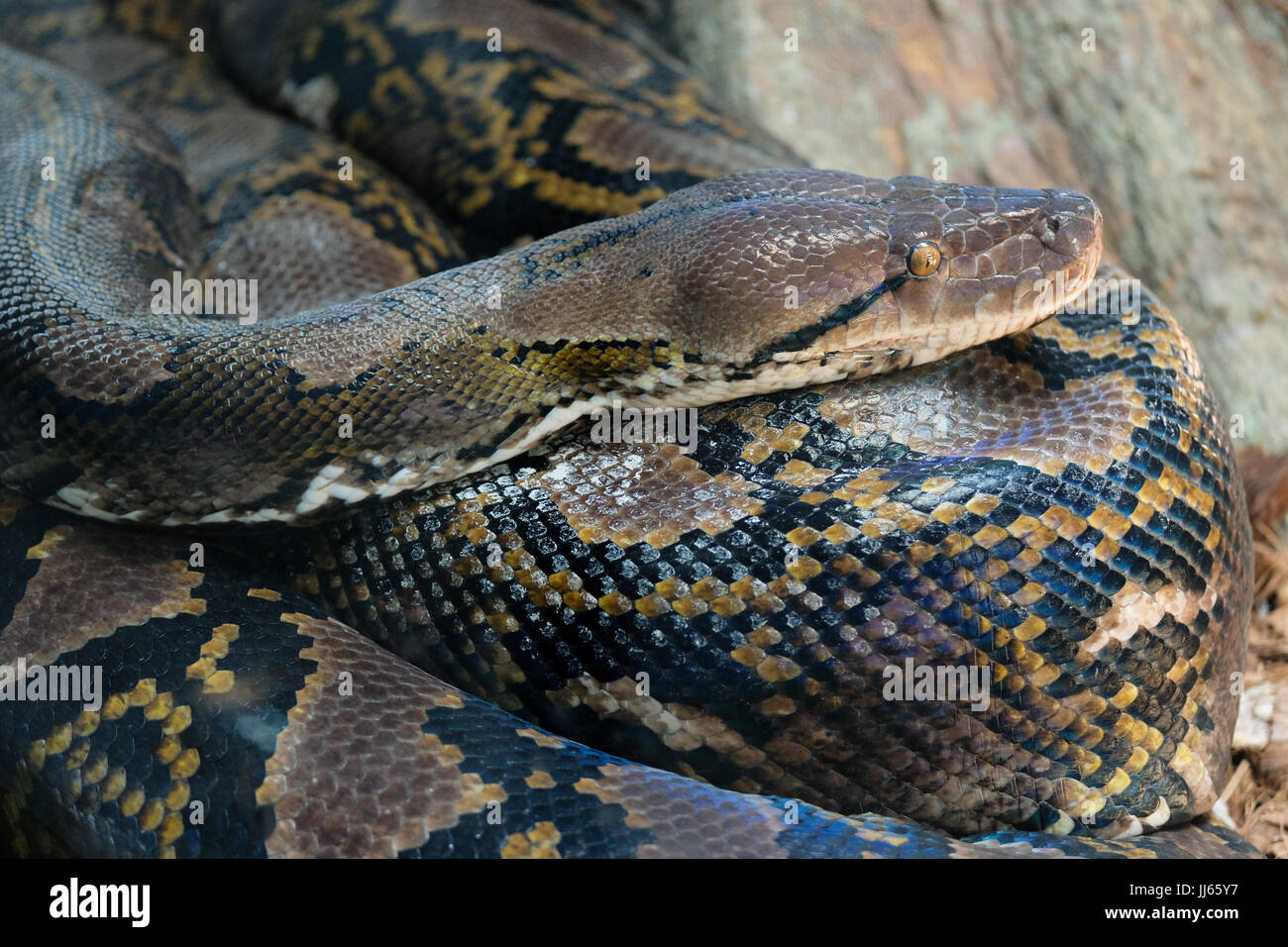 FUENGIROLA, ANDALUCIA/SPAIN - JULY 4 : Reticulated Python (Python ...