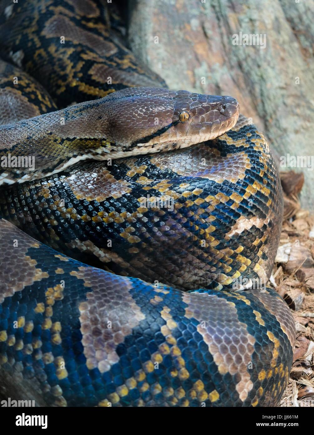 FUENGIROLA, ANDALUCIA/SPAIN - JULY 4 : Reticulated Python (Python ...