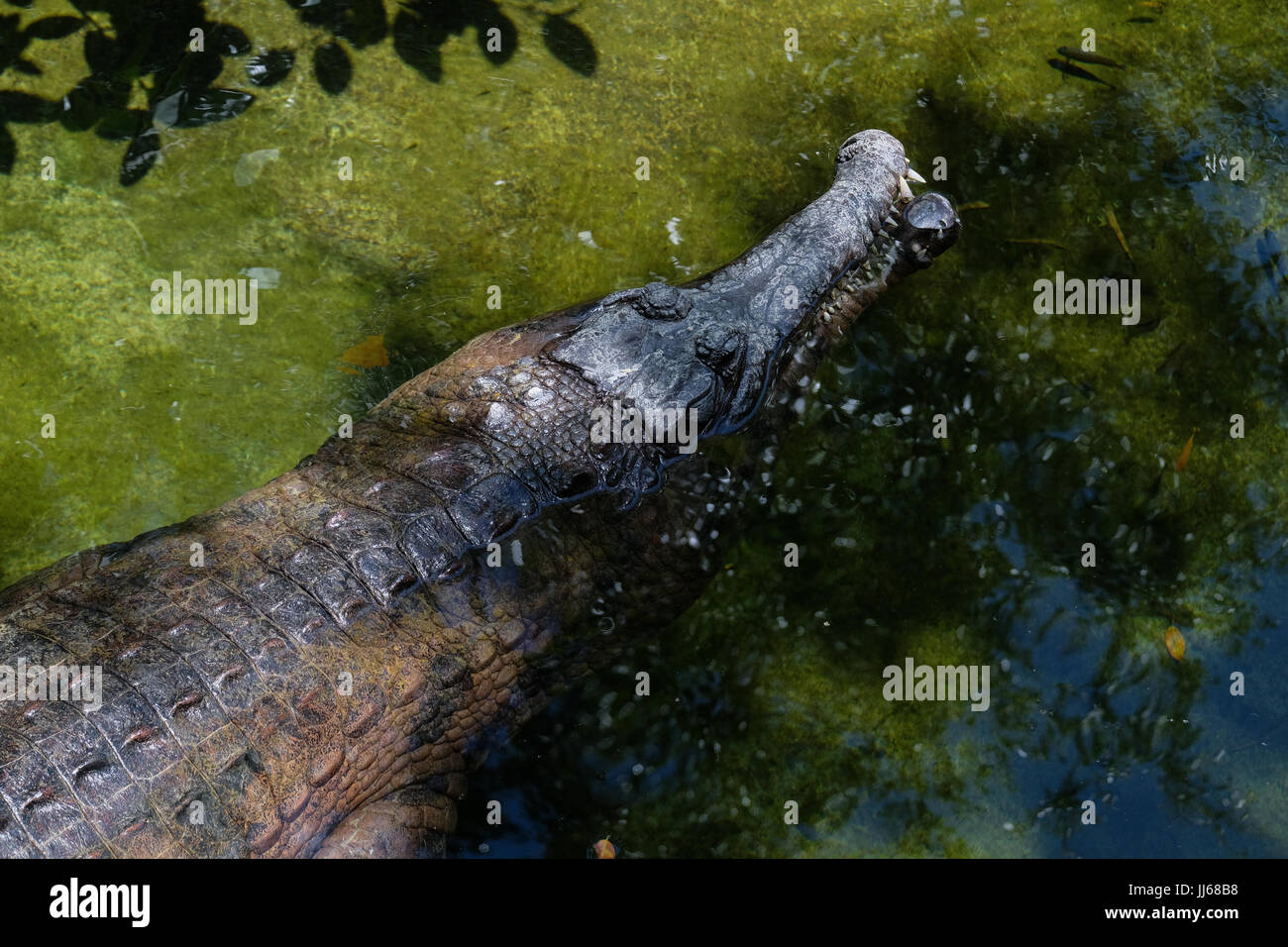 FUENGIROLA, ANDALUCIA/SPAIN - JULY 4 : Tomistoma (Tomistoma schlegelii ...