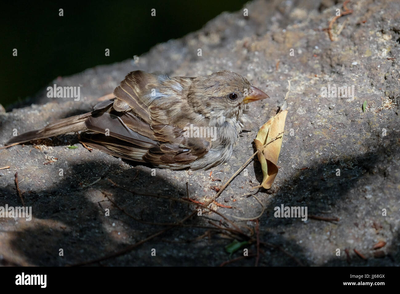 Baby house sparrow hi-res stock photography and images - Alamy