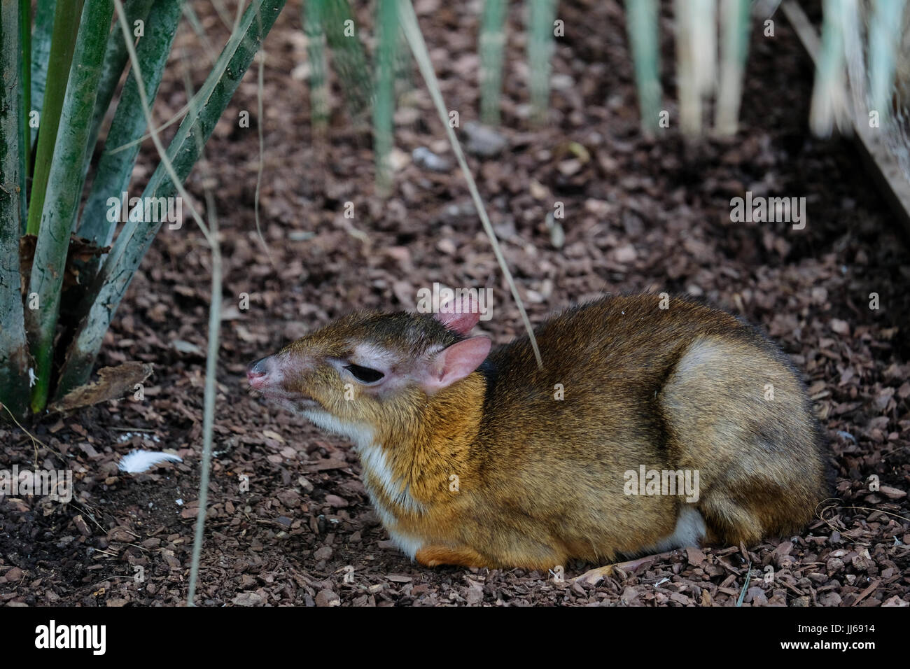 FUENGIROLA, ANDALUCIA/SPAIN - JULY 4 : Java Mouse Deer (Tragulus ...