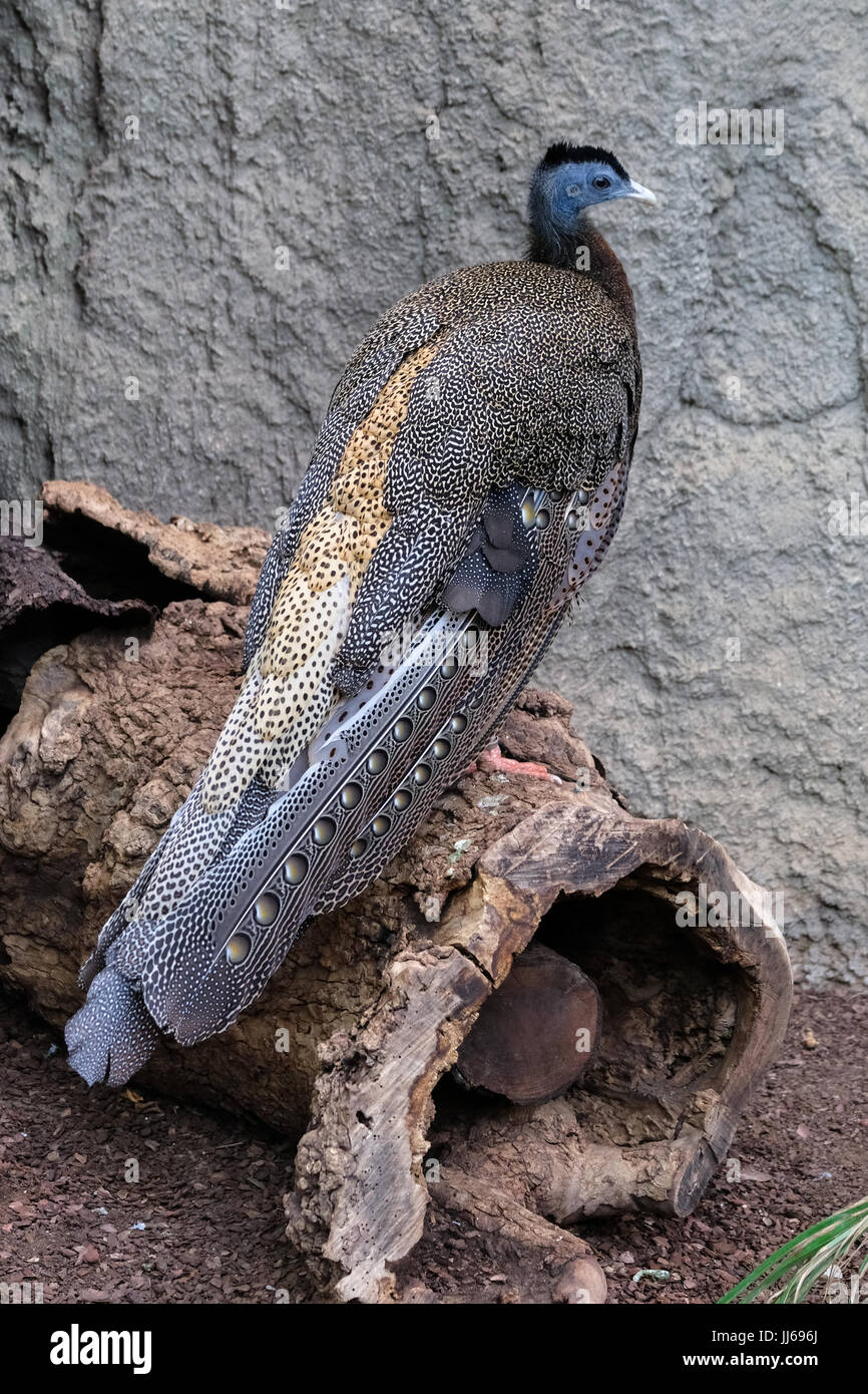 FUENGIROLA, ANDALUCIA/SPAIN - JULY 4 : Great Argus (Argusianus argus ...