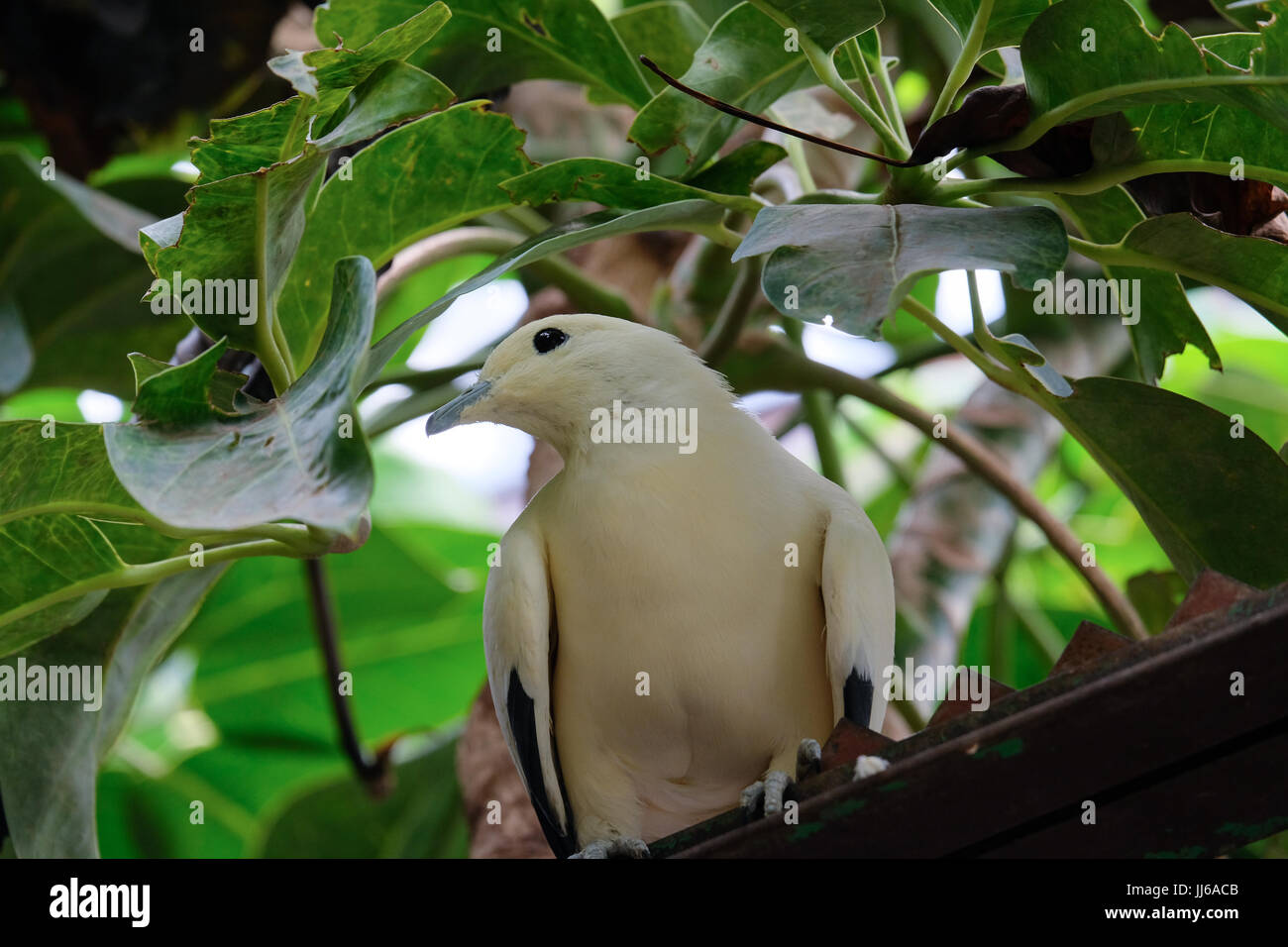 FUENGIROLA, ANDALUCIA/SPAIN - JULY 4 : Yellow Dove at the Bioparc in ...