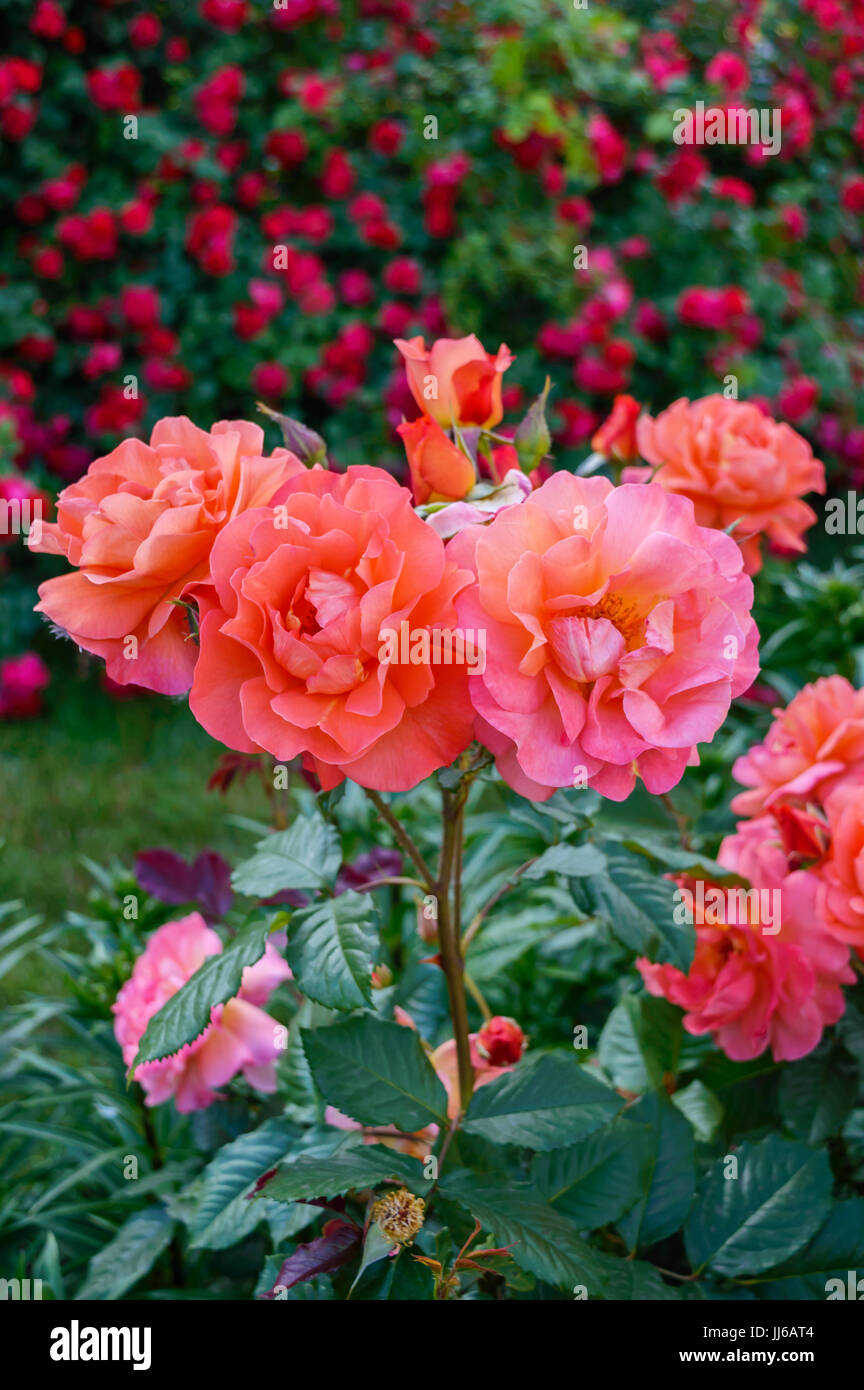 Lush bush of bright pink roses on a background of nature. Flower garden ...