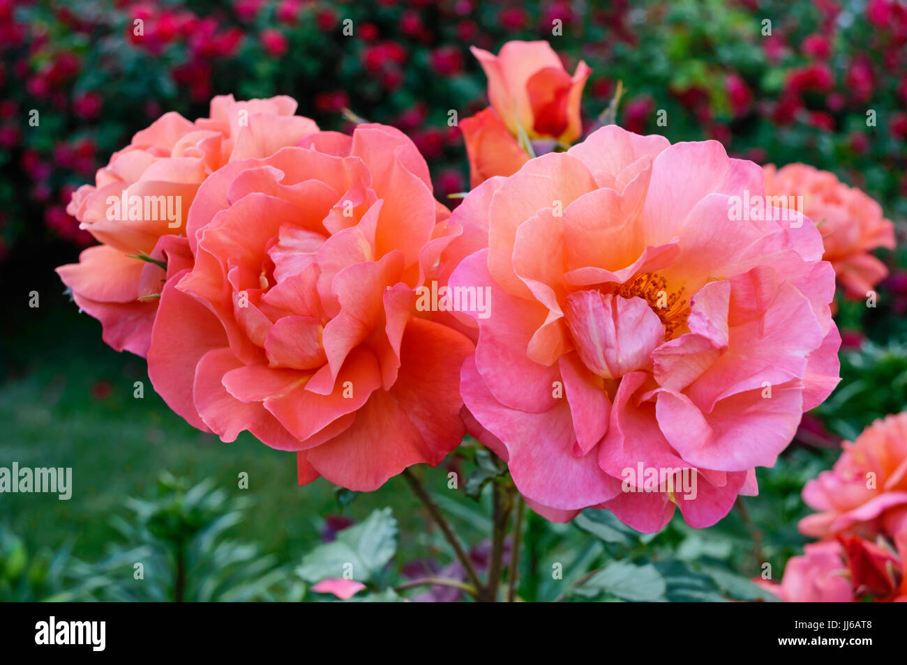 Lush bush of bright pink roses on a background of nature. Flower garden ...