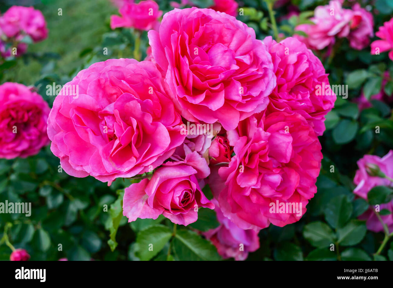 Lush bush of bright pink roses on a background of nature. Flower garden ...