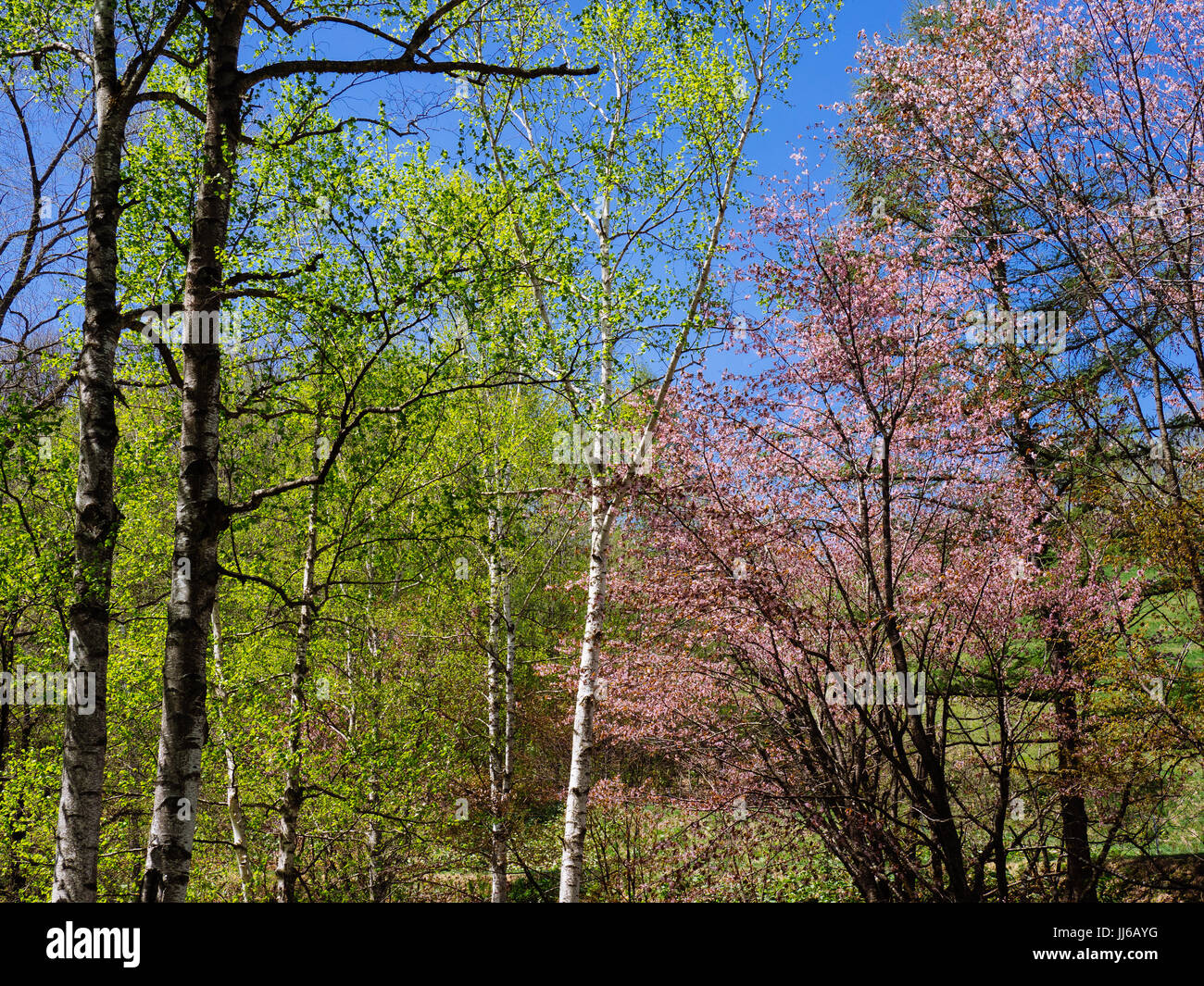 Hokkaido in Spring Stock Photo - Alamy