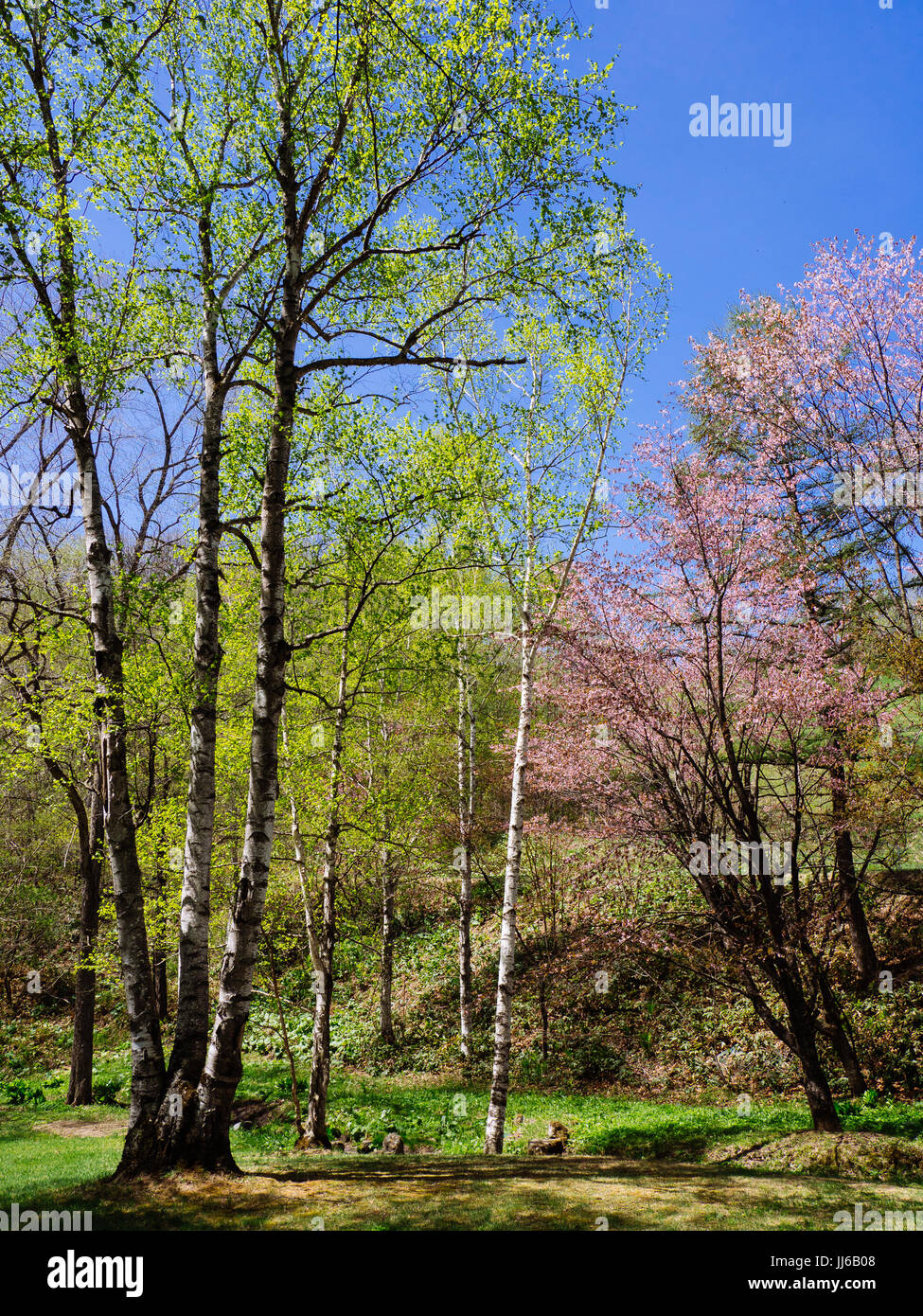 Hokkaido in Spring Stock Photo - Alamy