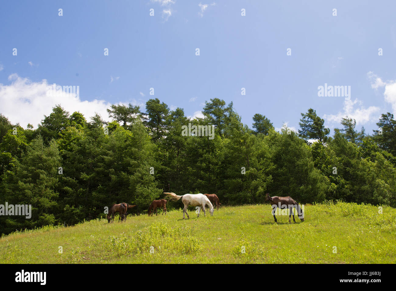 Ranch in Hokkaido Stock Photo - Alamy