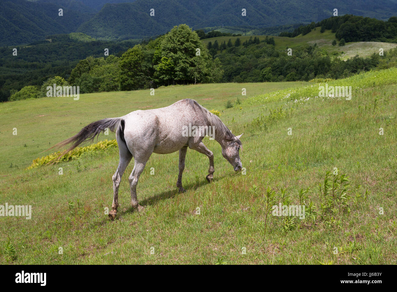 Ranch in Hokkaido Stock Photo - Alamy