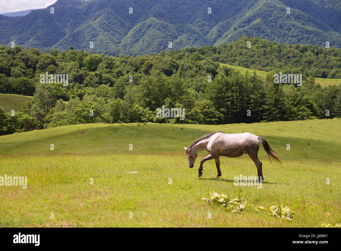 Ranch in Hokkaido Stock Photo - Alamy