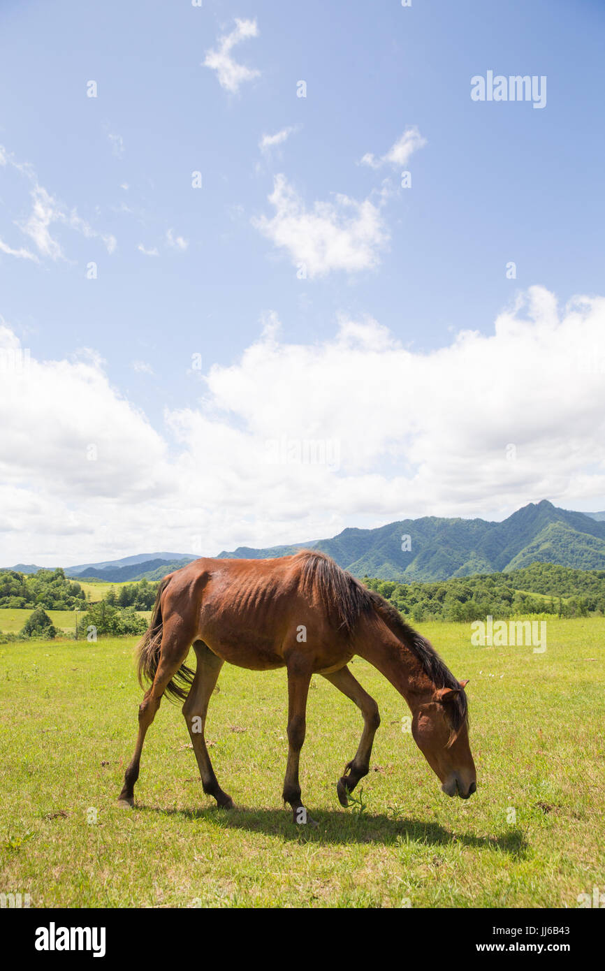 Ranch in Hokkaido Stock Photo - Alamy