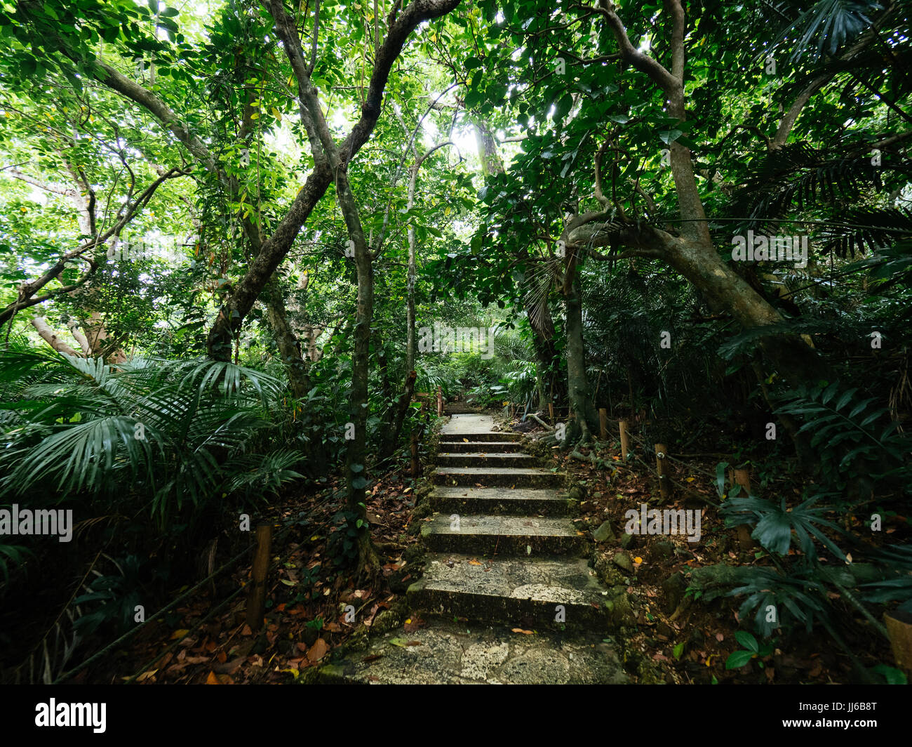 Jungle at Ishigaki Island, Okinawa Prefecture, Japan Stock Photo - Alamy