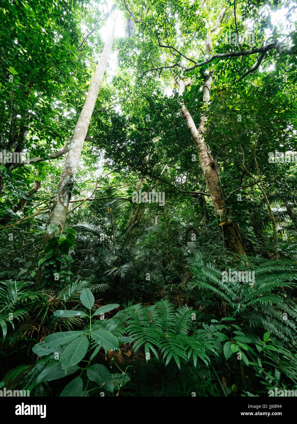 Jungle at Ishigaki Island, Okinawa Prefecture, Japan Stock Photo - Alamy