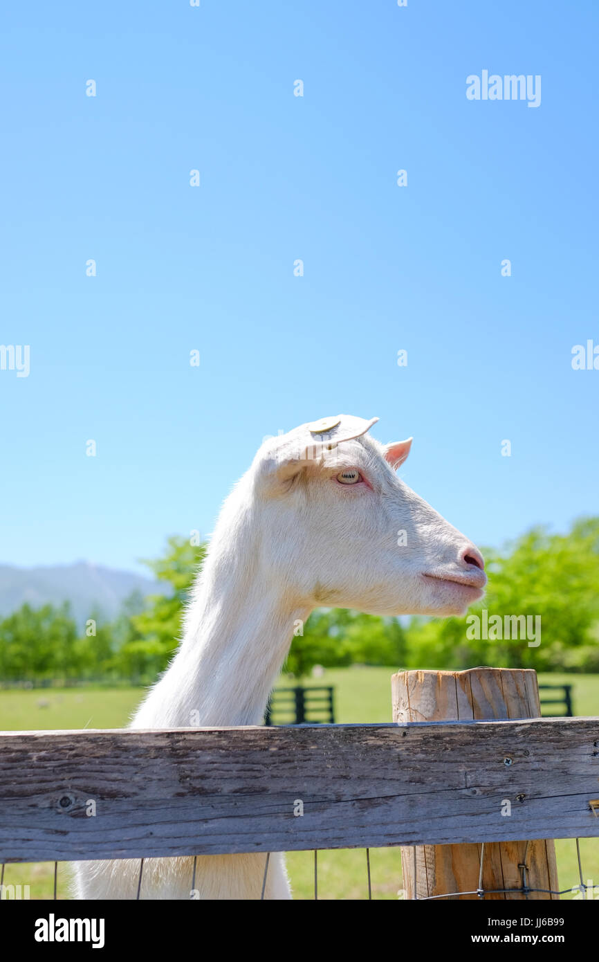 Goat in Ranch Stock Photo - Alamy