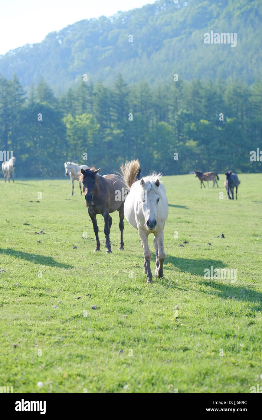 Hokkaido dosanko horse hi-res stock photography and images - Alamy