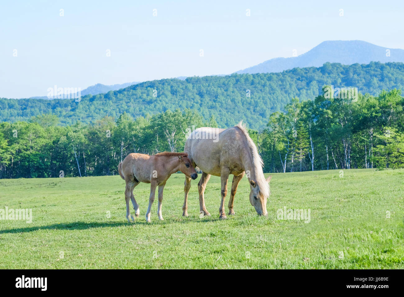 White Horse in Ranch Stock Photo - Alamy