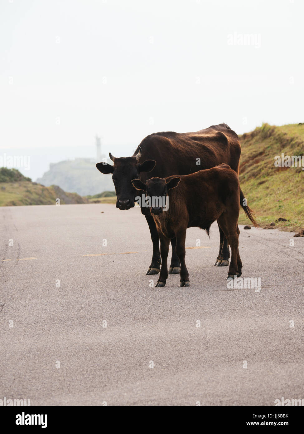 Cattle in Yonaguni Island, Okinawa Prefecture, Japan Stock Photo - Alamy