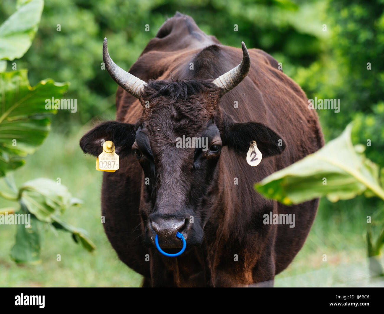 Yonaguni island hi-res stock photography and images - Alamy