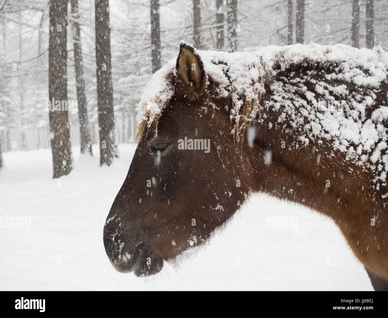 Horse in Winter Stock Photo - Alamy