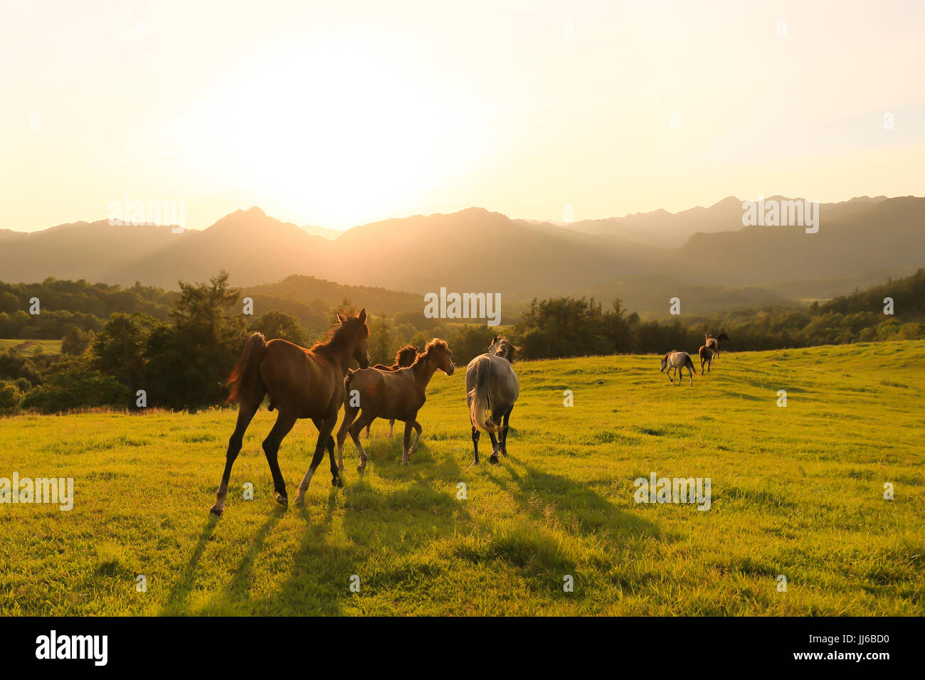 Horses running sunset hi-res stock photography and images - Alamy
