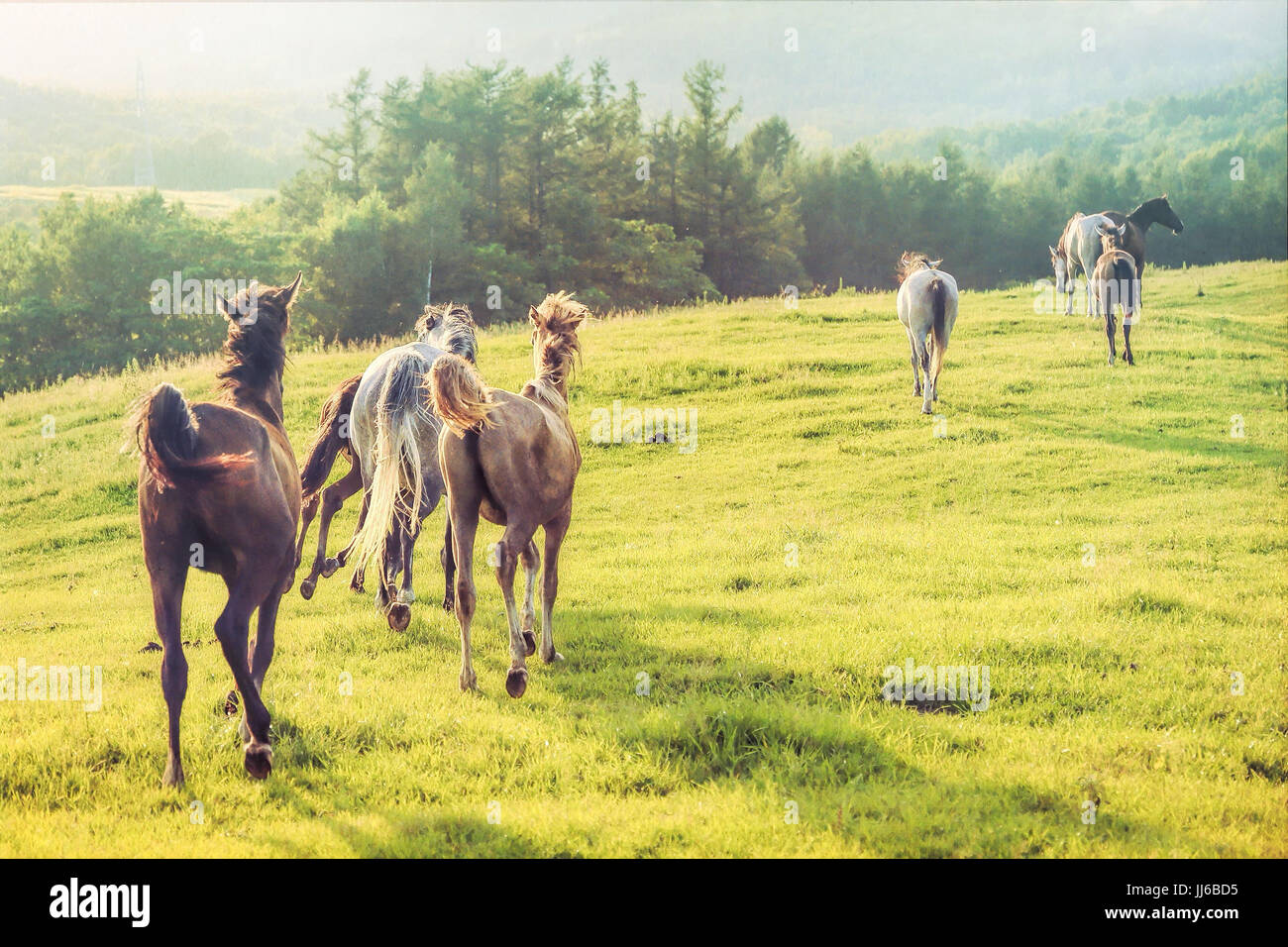 Running horses no people hi-res stock photography and images - Alamy