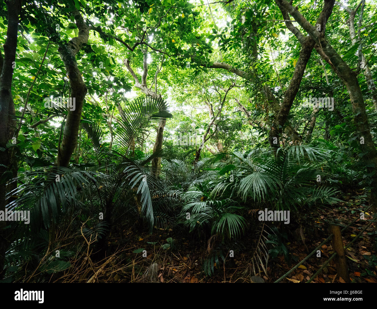 Jungle at Ishigaki Island, Okinawa Prefecture, Japan Stock Photo - Alamy
