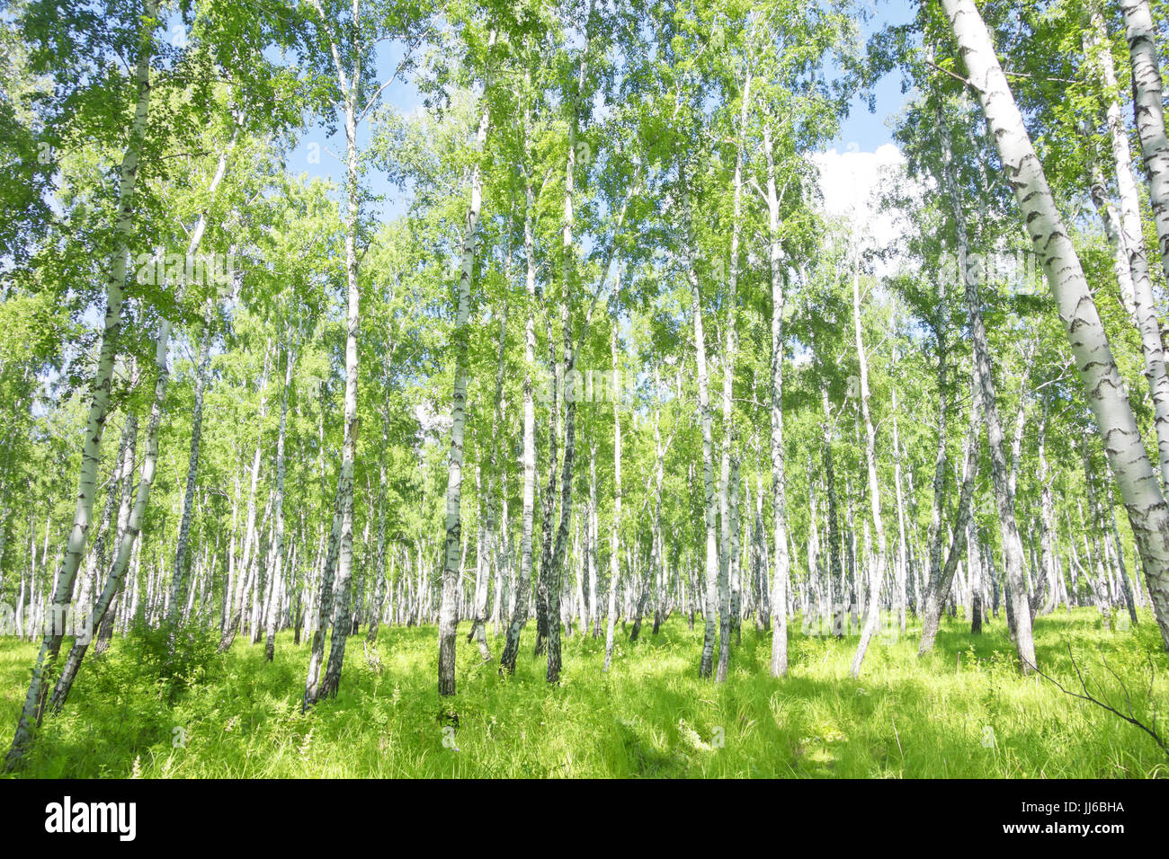 summer birch forest Stock Photo - Alamy