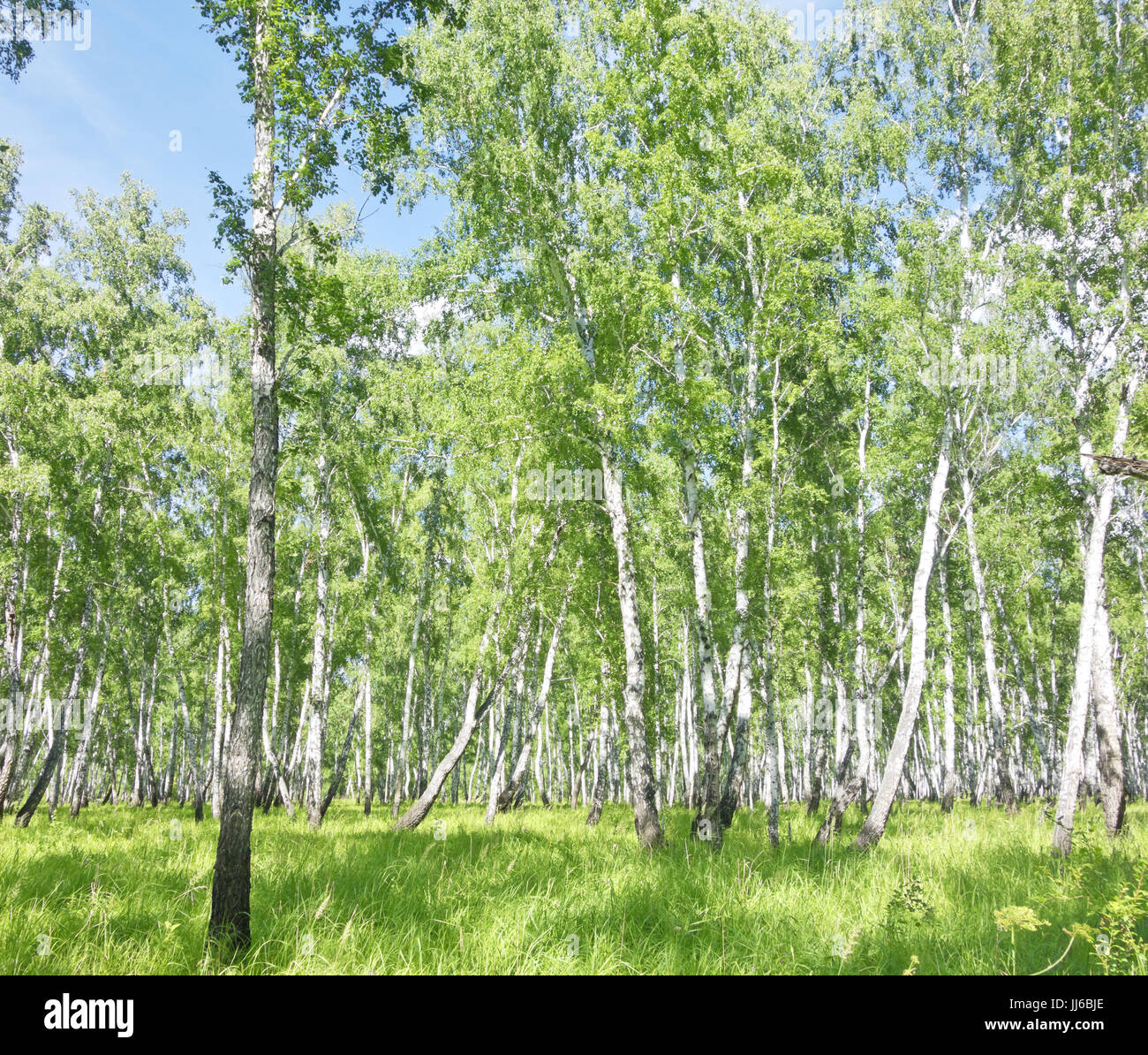 summer birch forest Stock Photo - Alamy