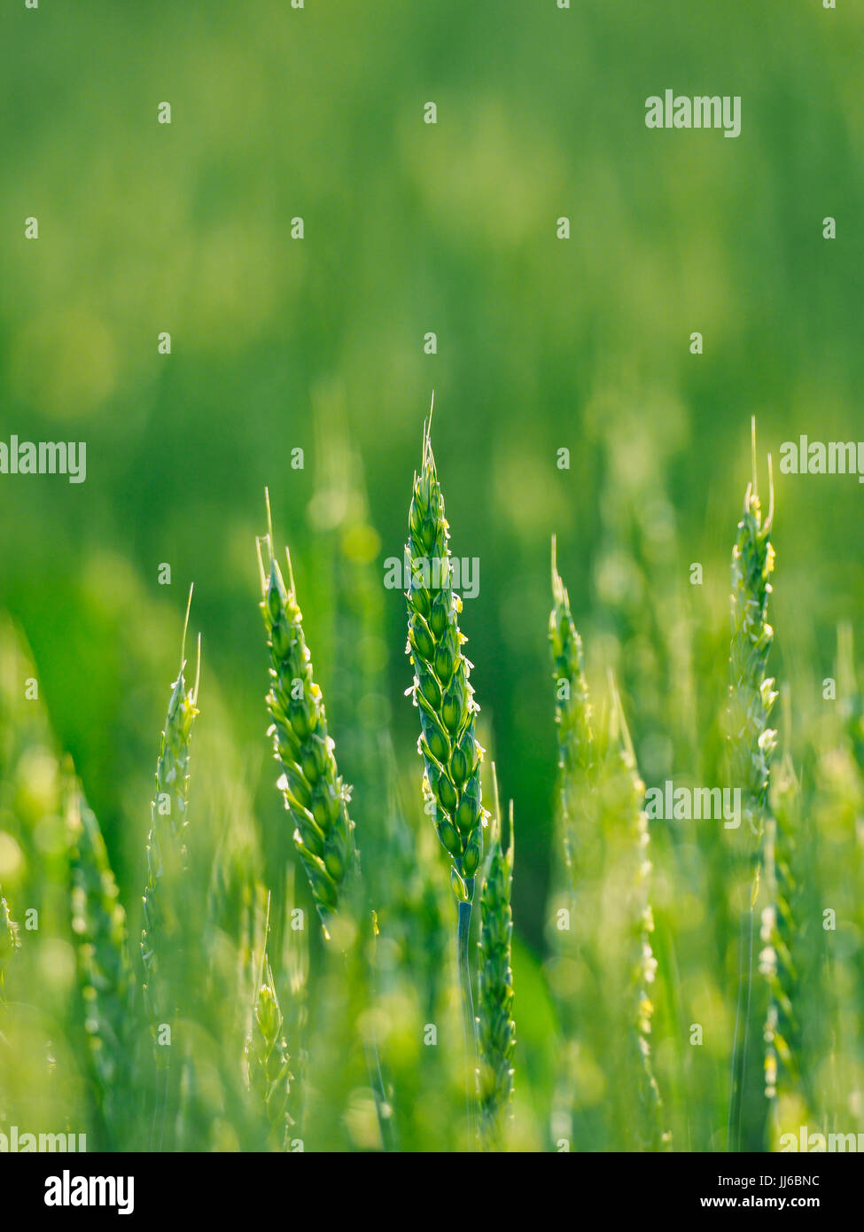 Years wheat harvest hi-res stock photography and images - Alamy