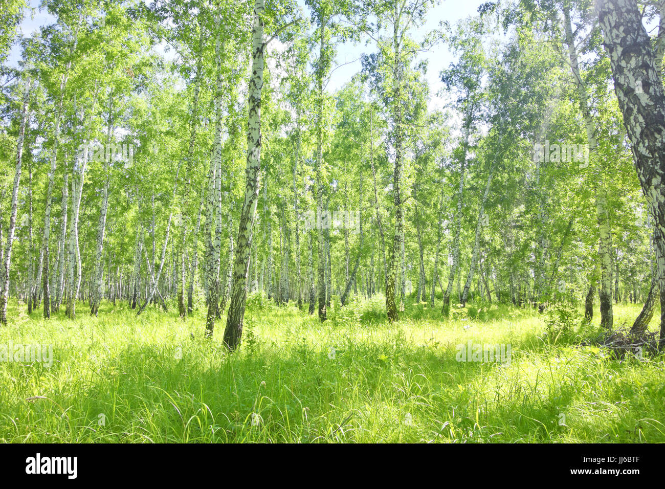 summer birch forest Stock Photo - Alamy