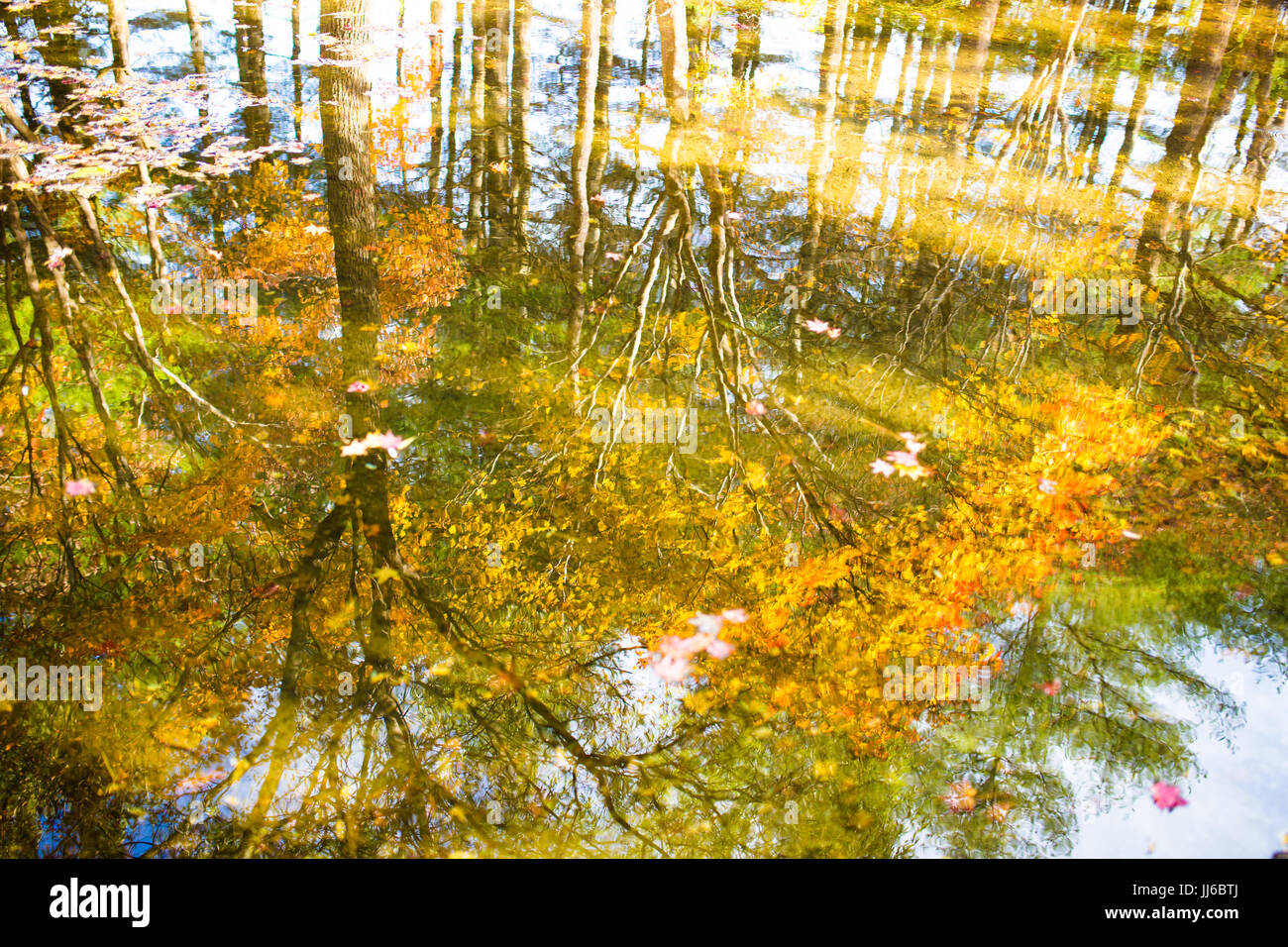Japanese Fall Foliage Stock Photo - Alamy