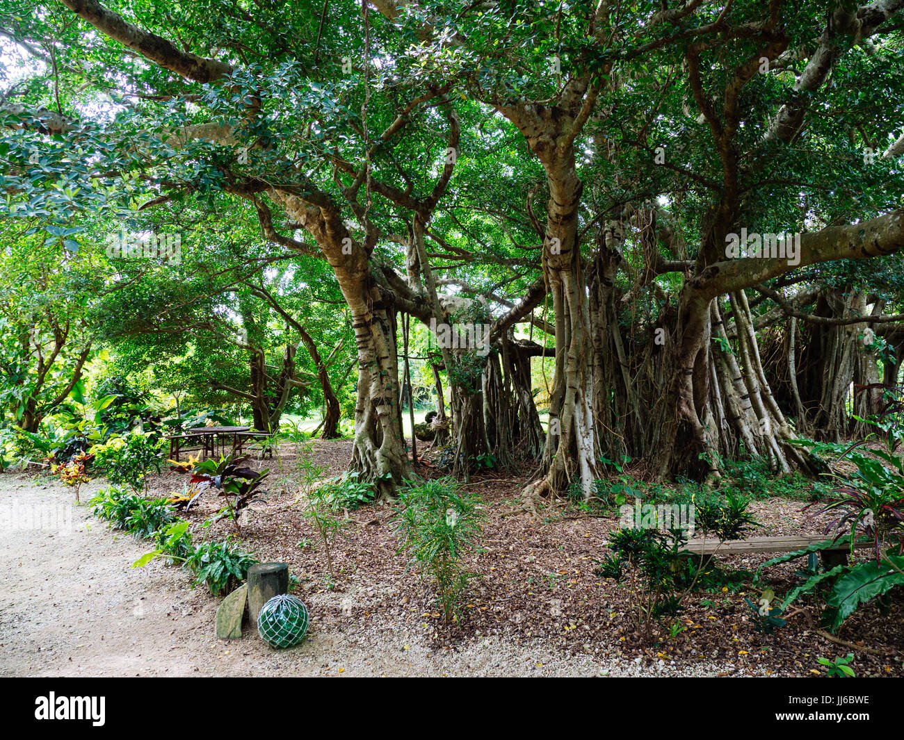 Ficus retusa hi-res stock photography and images - Alamy