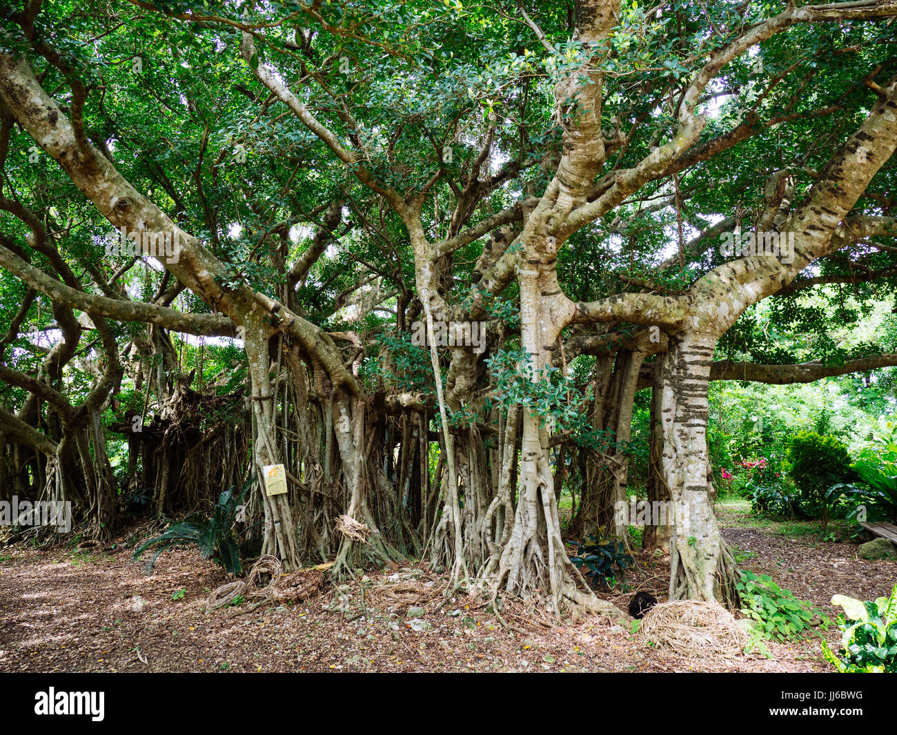 Ficus retusa hi-res stock photography and images - Alamy